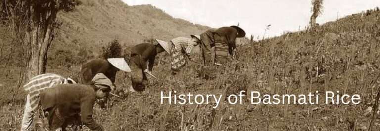 Origin and History of Basmati Rice - IREF