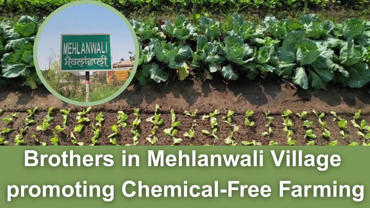 Brothers in Mehlanwali Village promoting Chemical-Free Farming