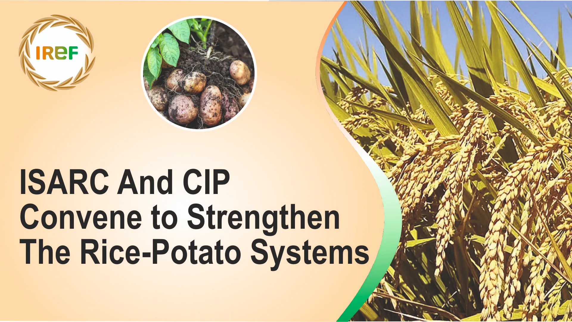 ISARC And CIP Convene to Strengthen The Rice-Potato Systems
