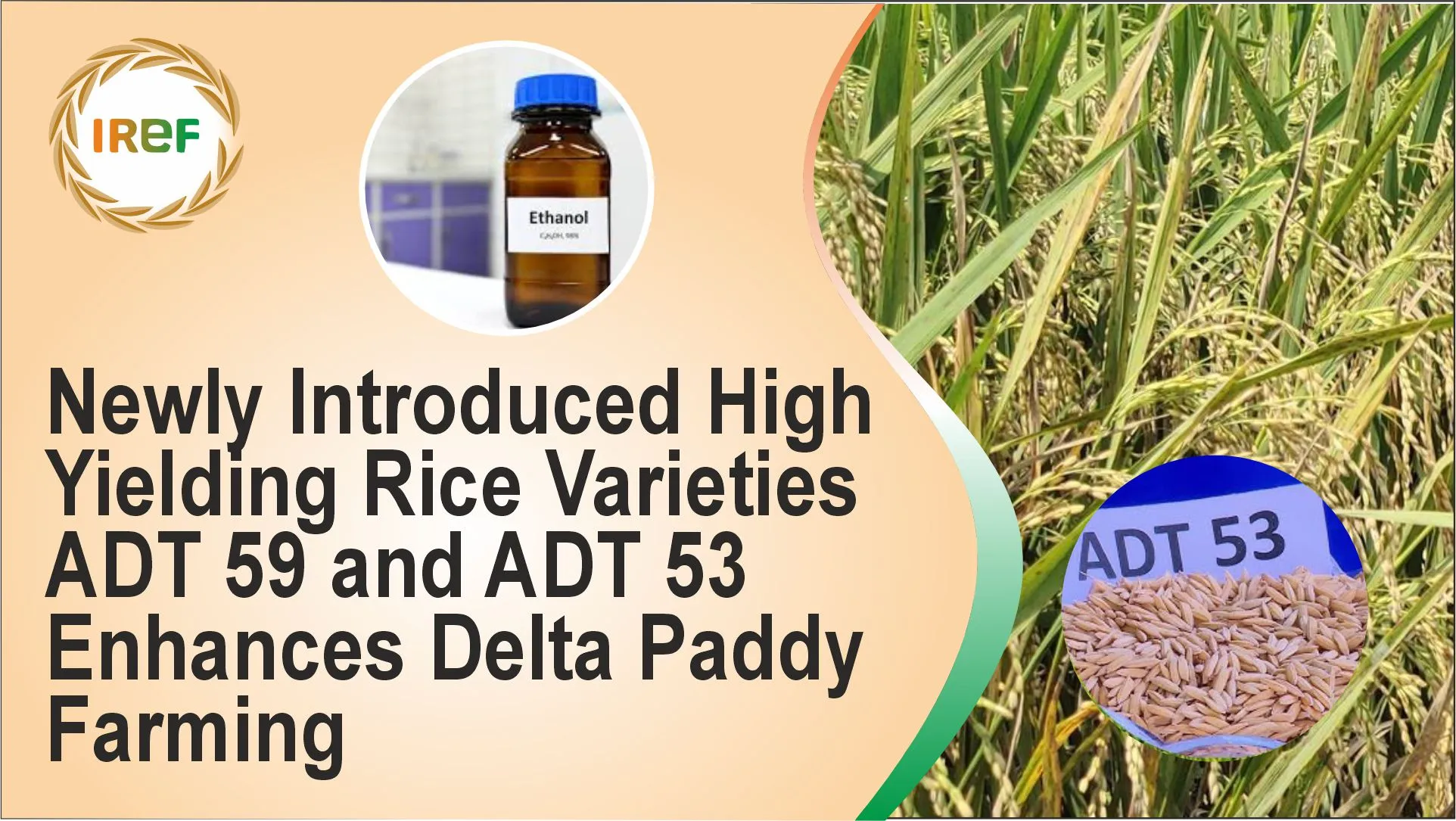 Newly Introduced High Yielding Rice Varieties ADT 59 and ADT 53 Enhances Delta Paddy Farming