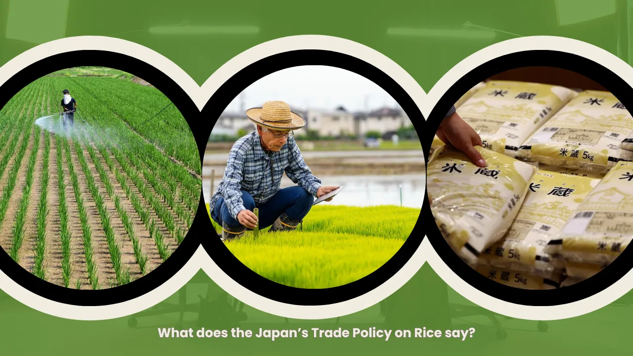 What does the Japan’s Trade Policy on Rice say?