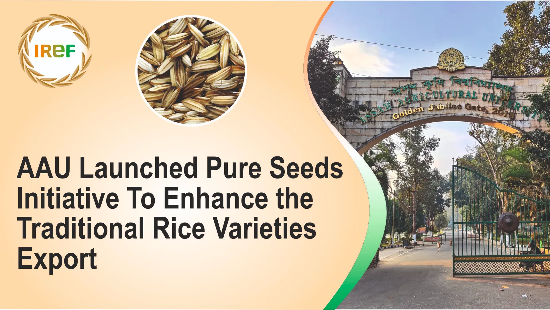 AAU Launched Pure Seeds Initiative To Enhance the Traditional Rice ...
