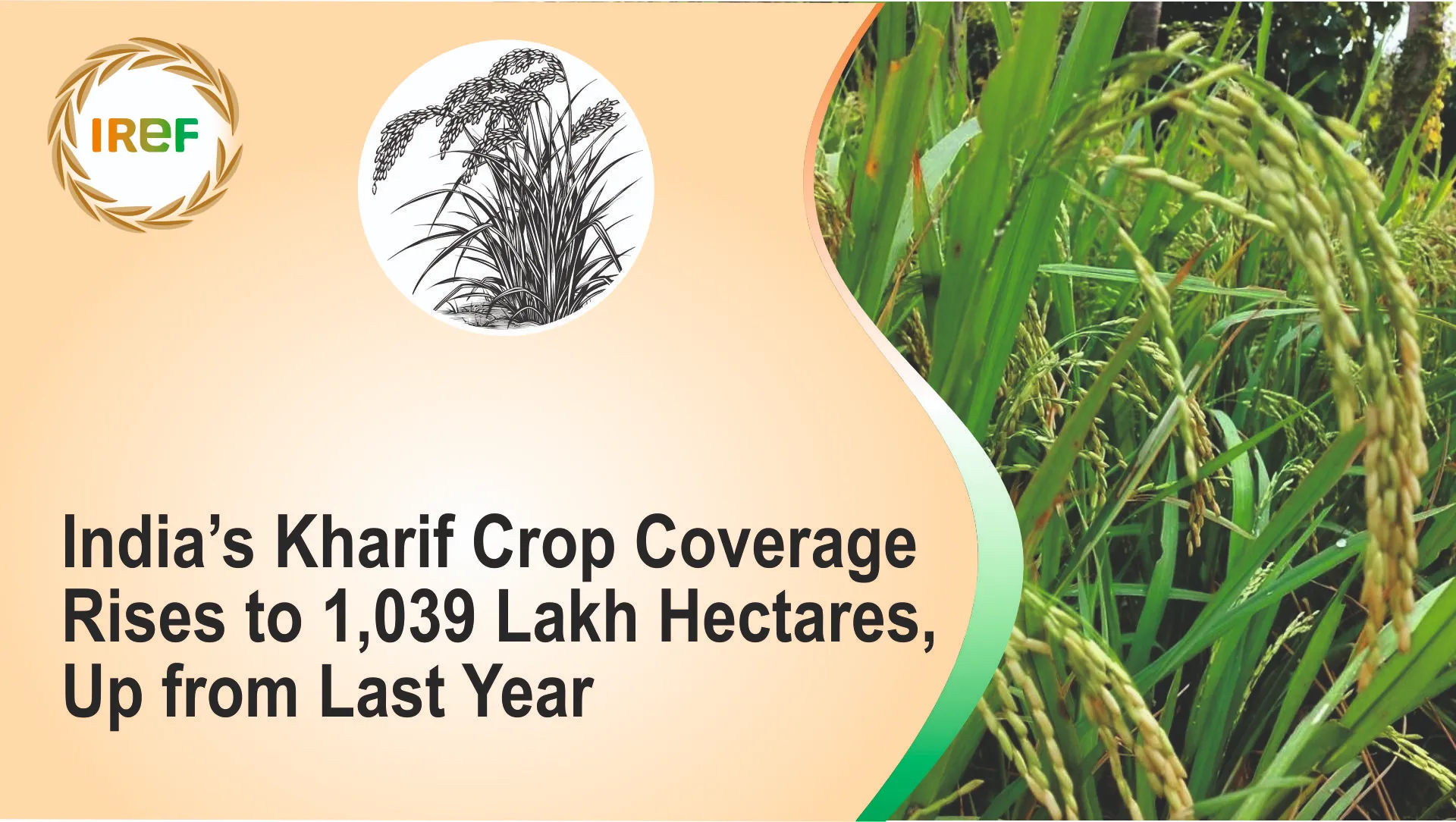 India’s Kharif Crop Coverage Rises to 1,039.81 Lakh Hectares, Up from ...