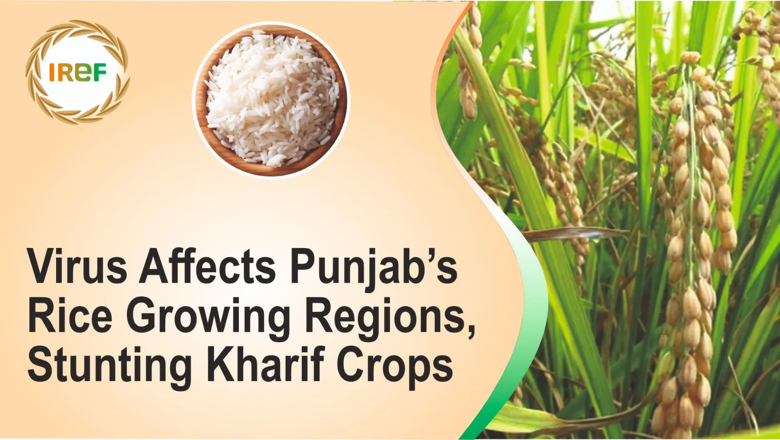 Virus Affects Punjab’s Rice Growing Regions, Stunting Rice Crops