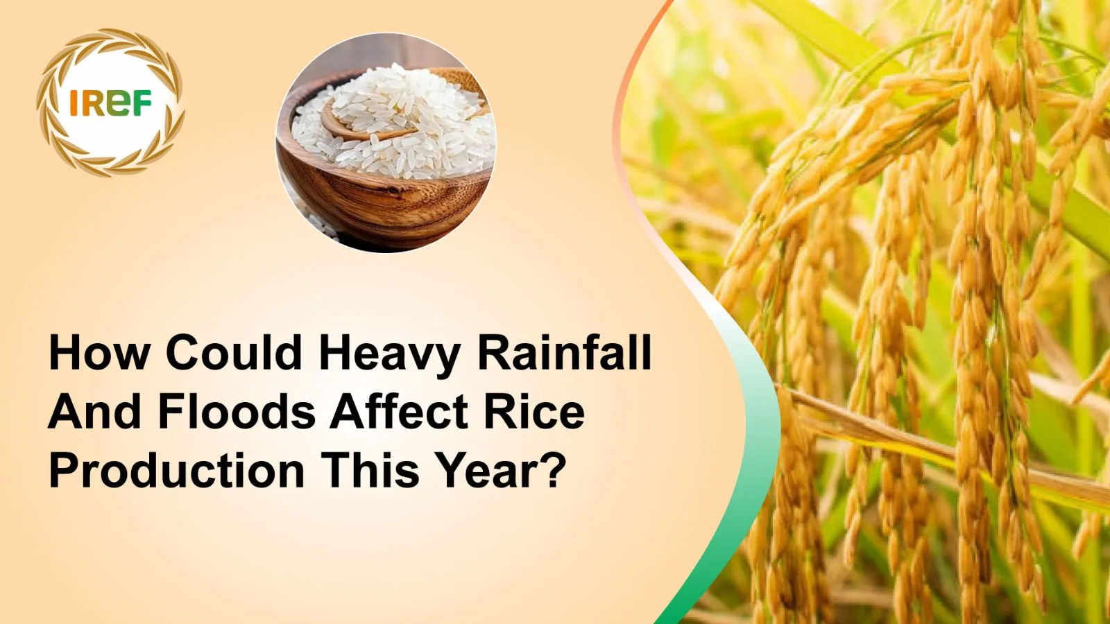 How Could Heavy Rainfall And Floods Affect Rice Production This Year?