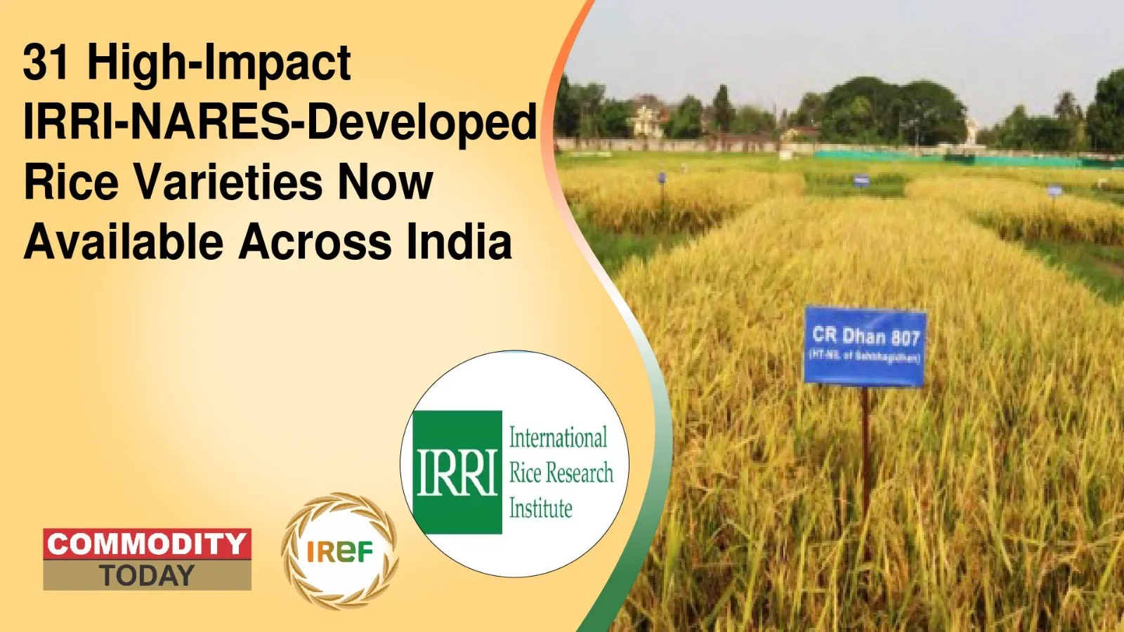 31 High-Impact Rice Varieties Released Across India