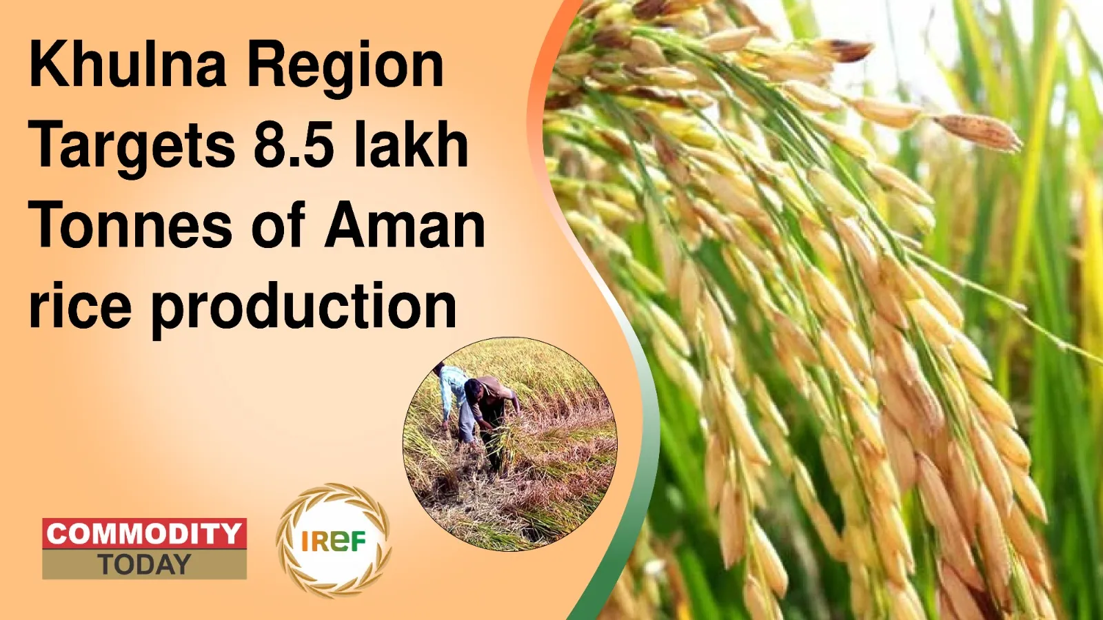 Khulna Region Targets 8.5 lakh Tonnes of Aman rice production