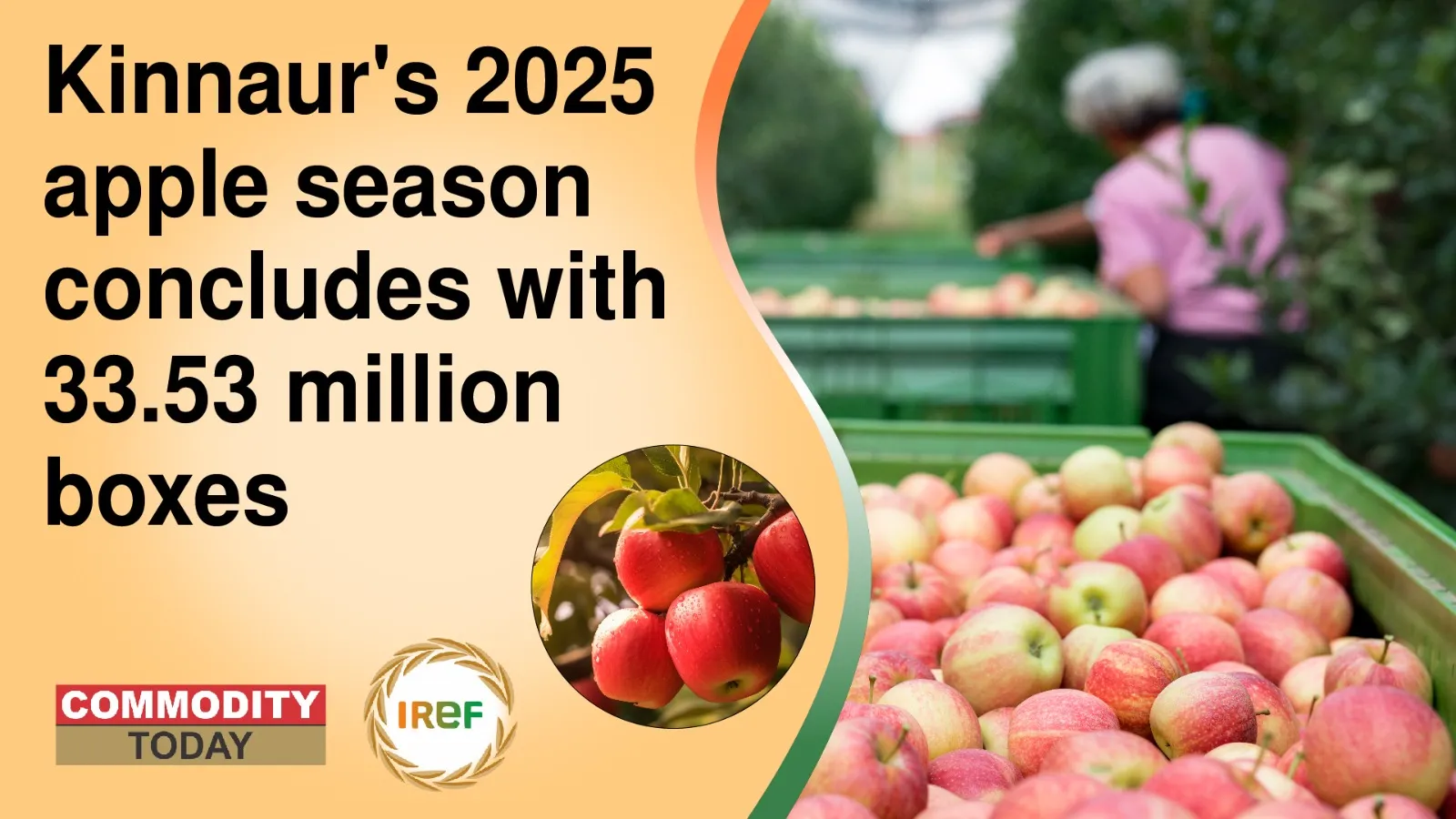 Kinnaur Apple Season Concludes with 33.53 million Boxes