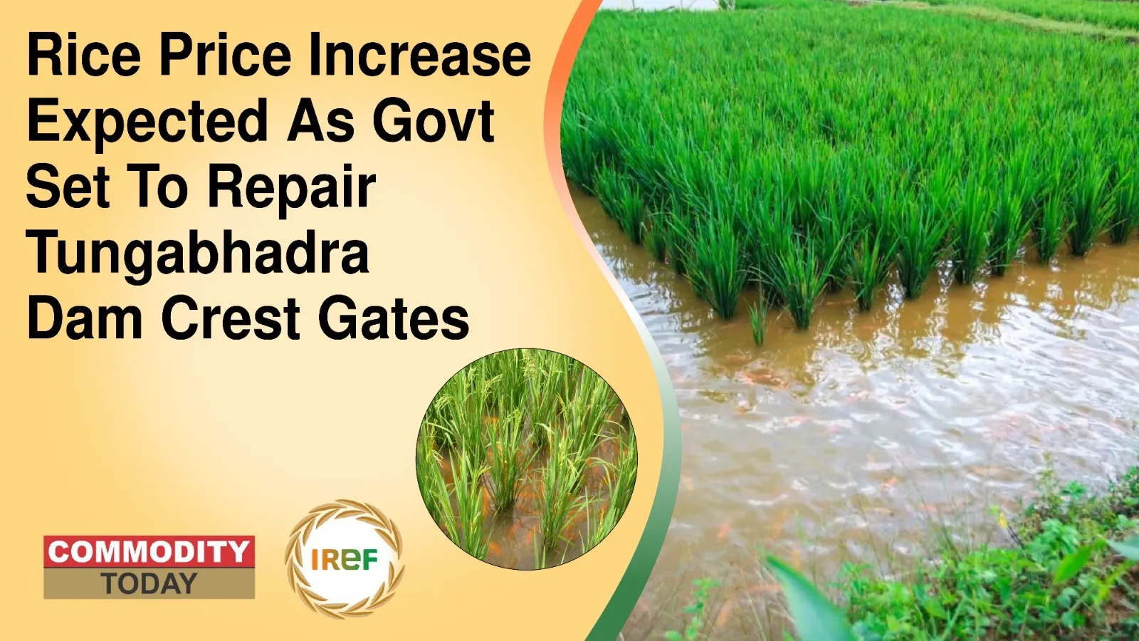 Rice Prices Increase Expected
