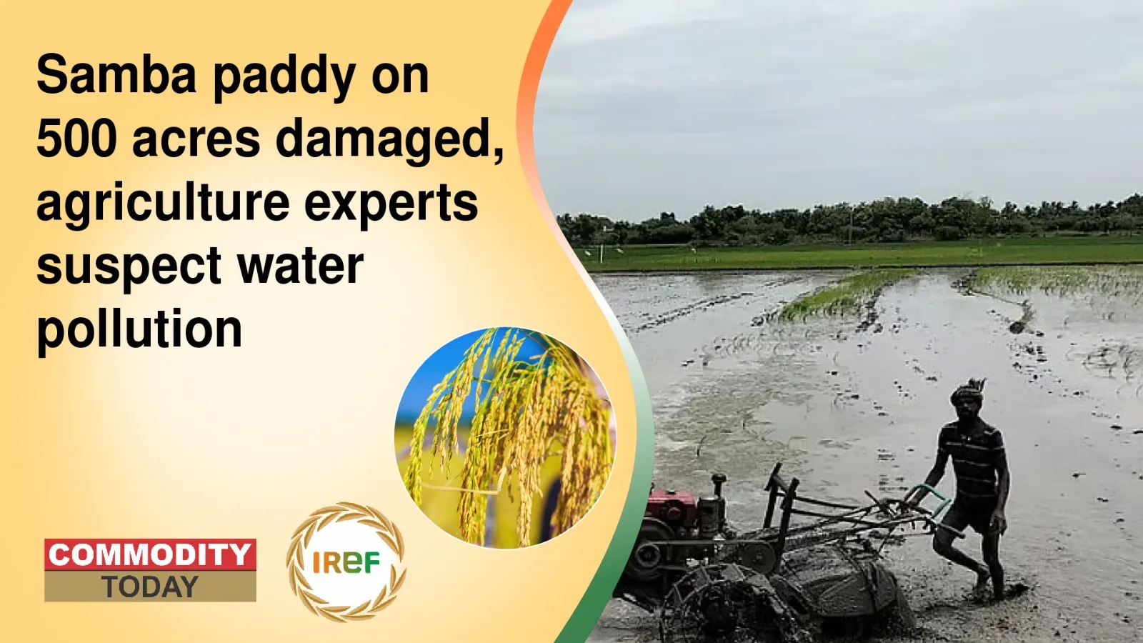 Samba Paddy on 500 Acres Damaged, Agriculture Experts Suspect Water ...